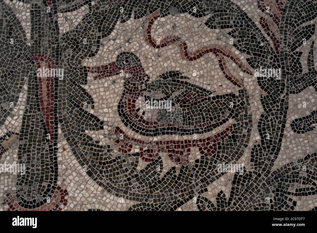 Roman mallard duck mosaic hi-res stock photography and images - Alamy