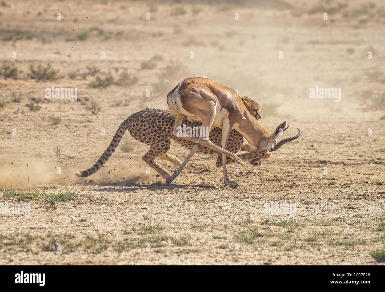 Cheetah starts to pull down a Springbok in Kgalagadi National Park ...