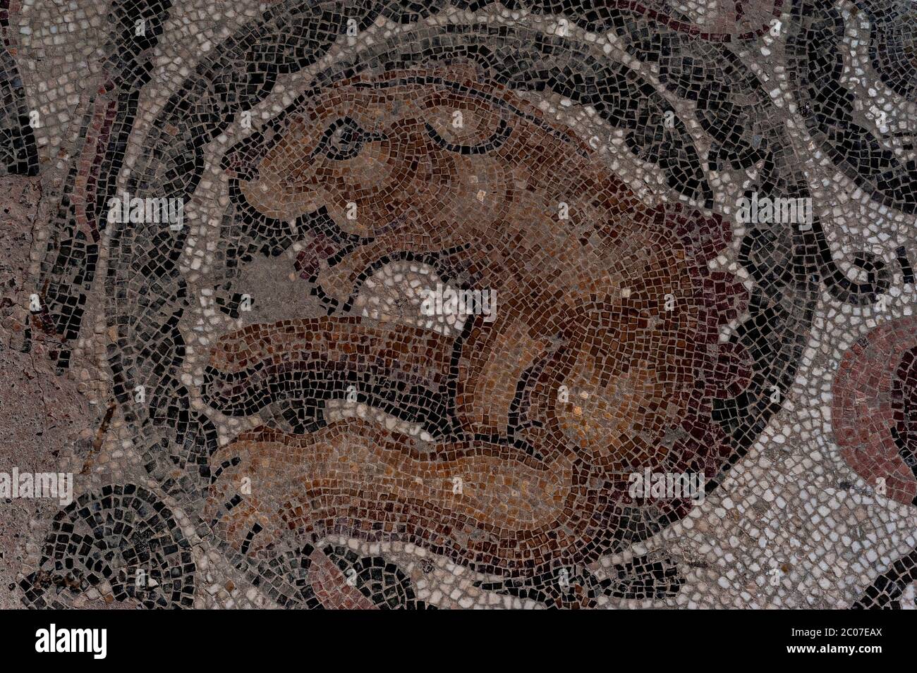 A puma or lioness, encircled by acanthus leaves. Late Roman mosaic at ...
