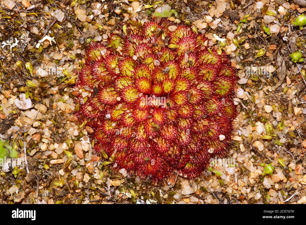 Colourful rosette of the insect-eating sundew Drosera lowriei, view ...