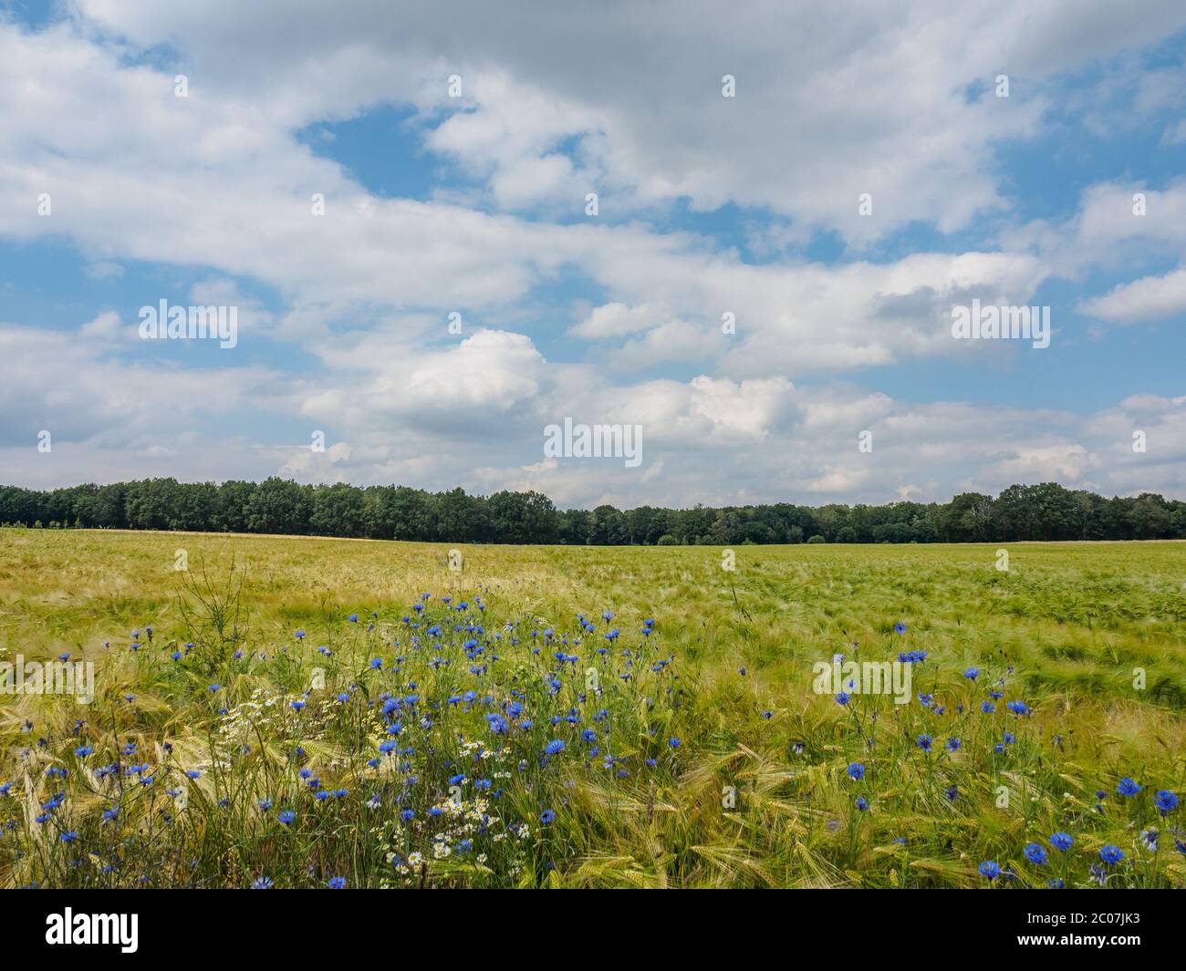 horses and fields in germany Stock Photo - Alamy