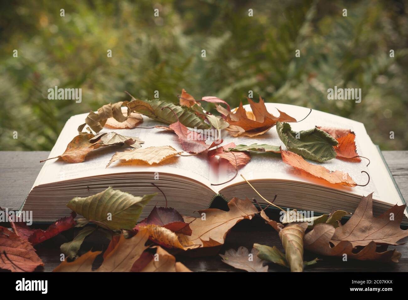 Open book covered of colorful autumnal fallen leaves Stock Photo - Alamy