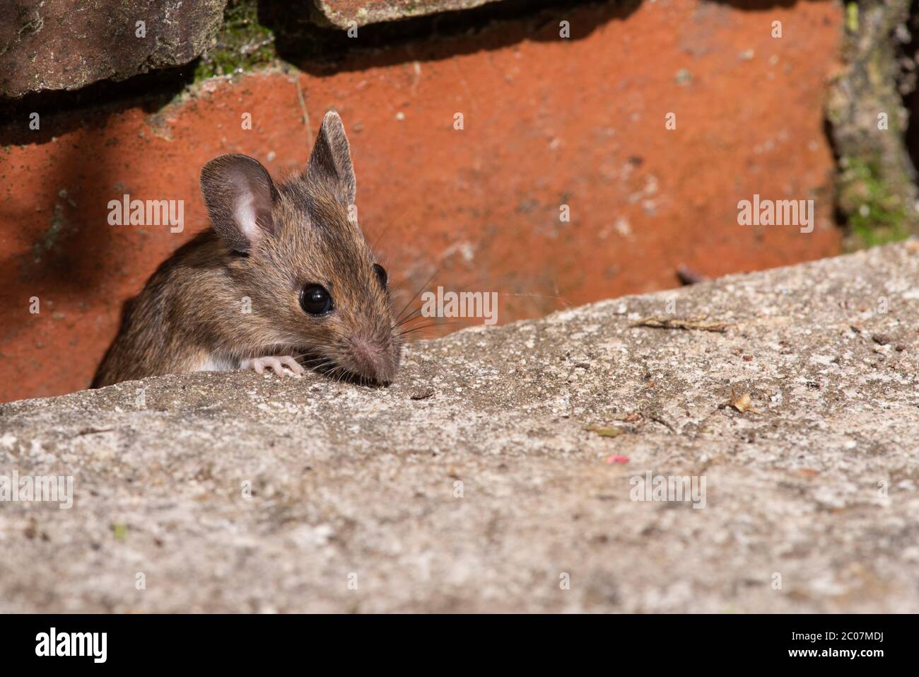 Peeping mouse hi-res stock photography and images - Alamy