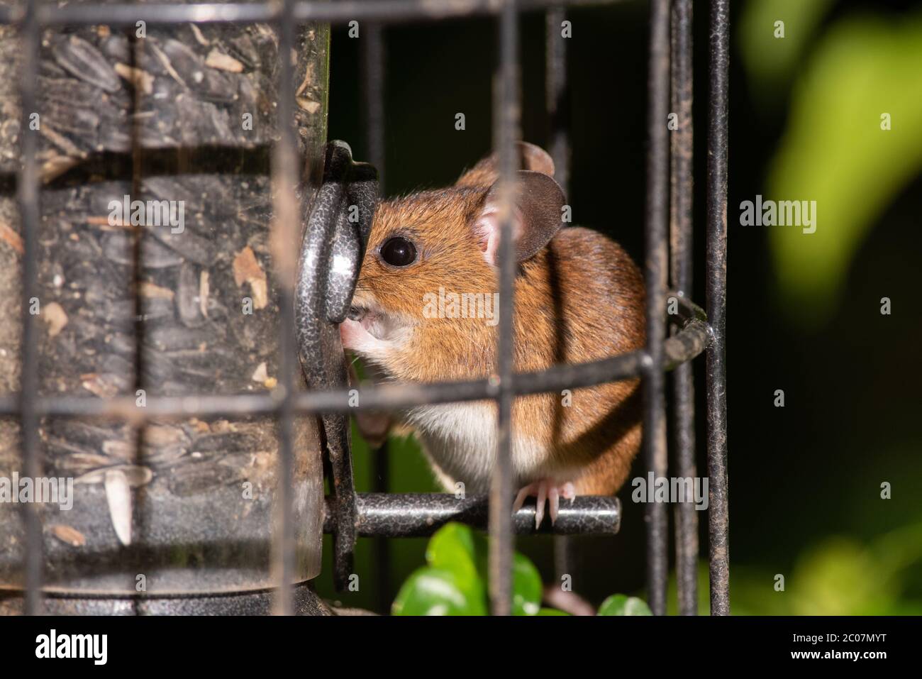 Mouse Stealing From Bird Feeder Stock Photo - Alamy
