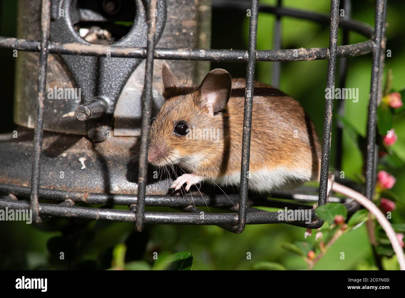 Mouse Stealing From Bird Feeder Stock Photo - Alamy