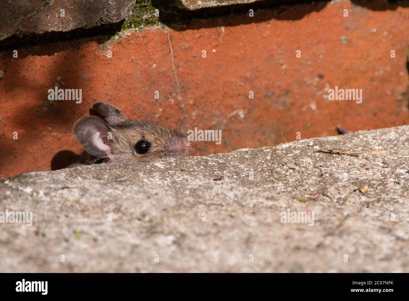 Peeping mouse hi-res stock photography and images - Alamy