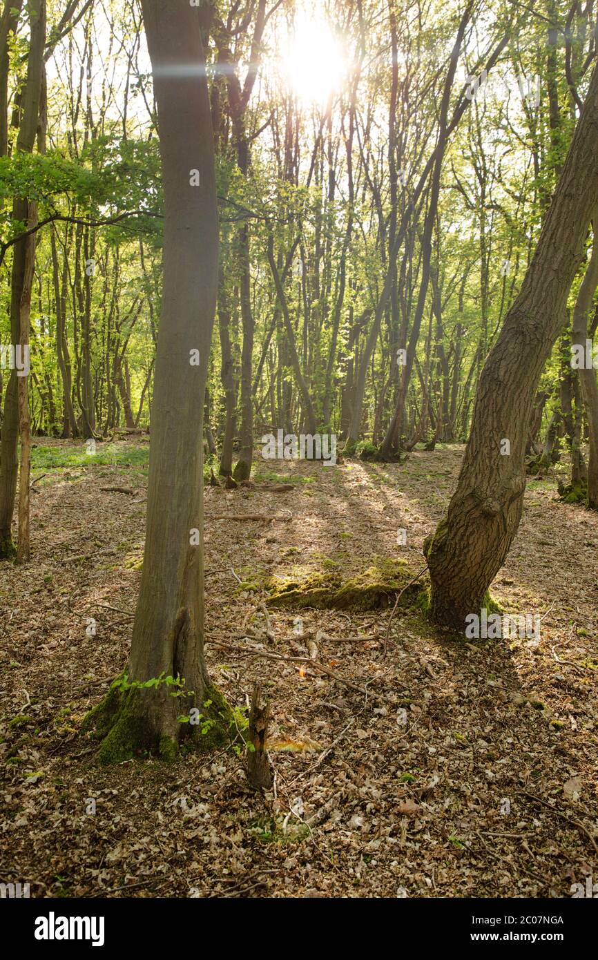 Sunlight coming through the trees hi-res stock photography and images ...