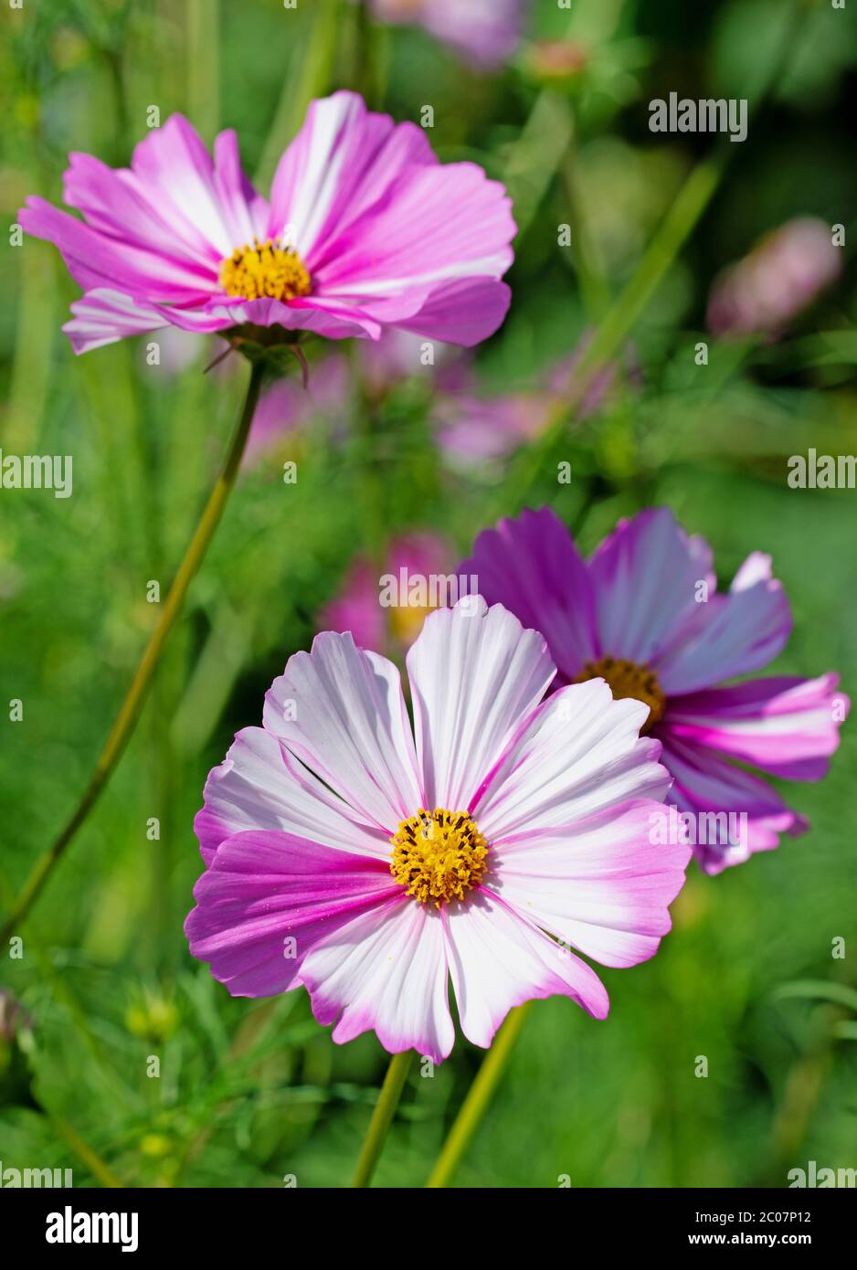 Flowering cosmea, Cosmos bipinnatus, in the garden Stock Photo - Alamy
