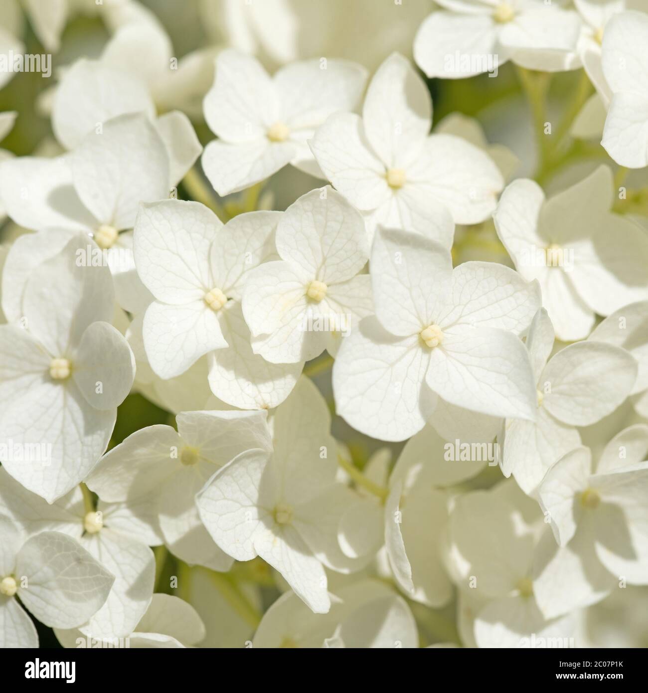 Flowering white hydrangeas in a close-up Stock Photo - Alamy