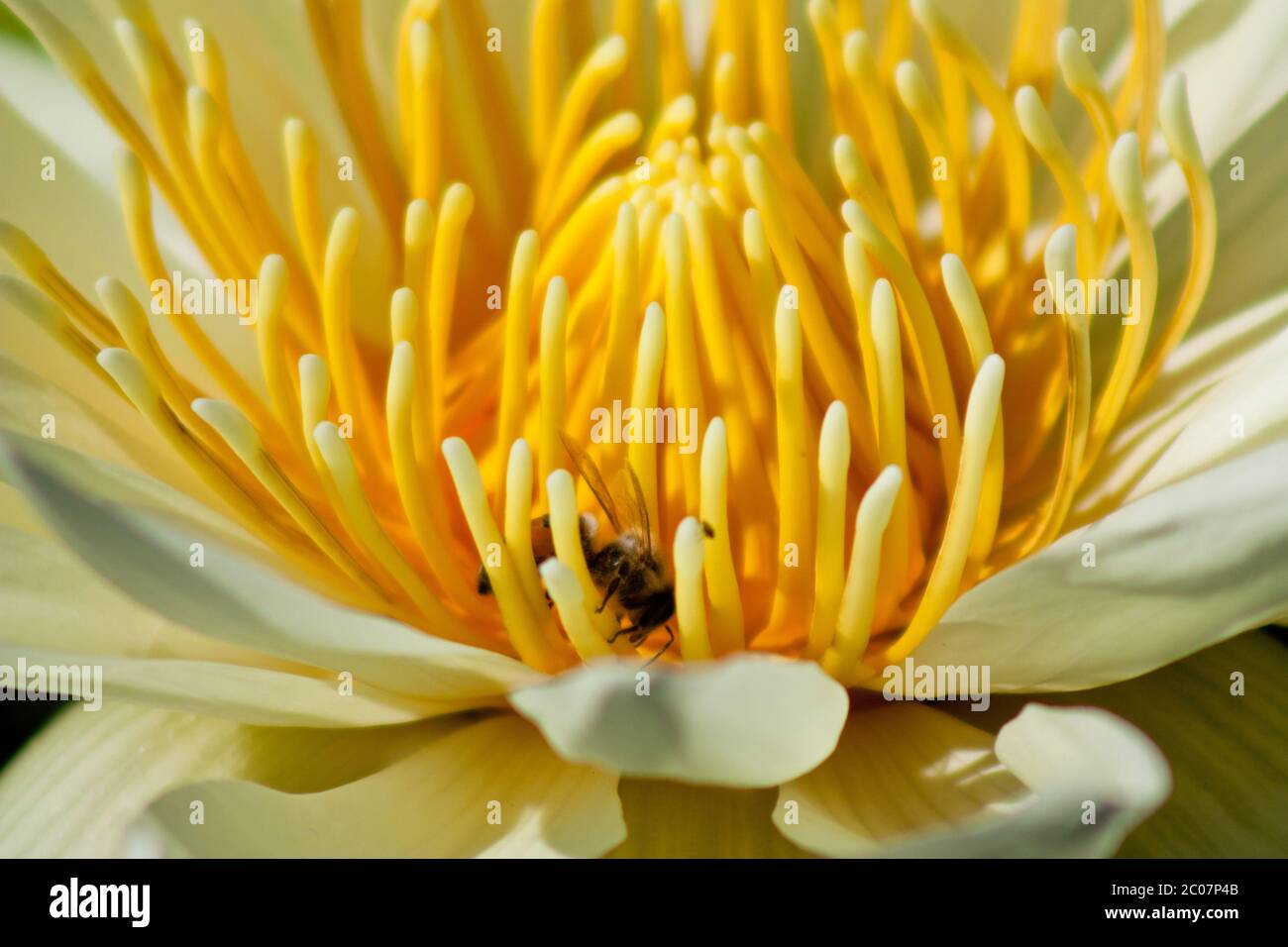 Victoria amazonica nymphaea victoria hi-res stock photography and ...