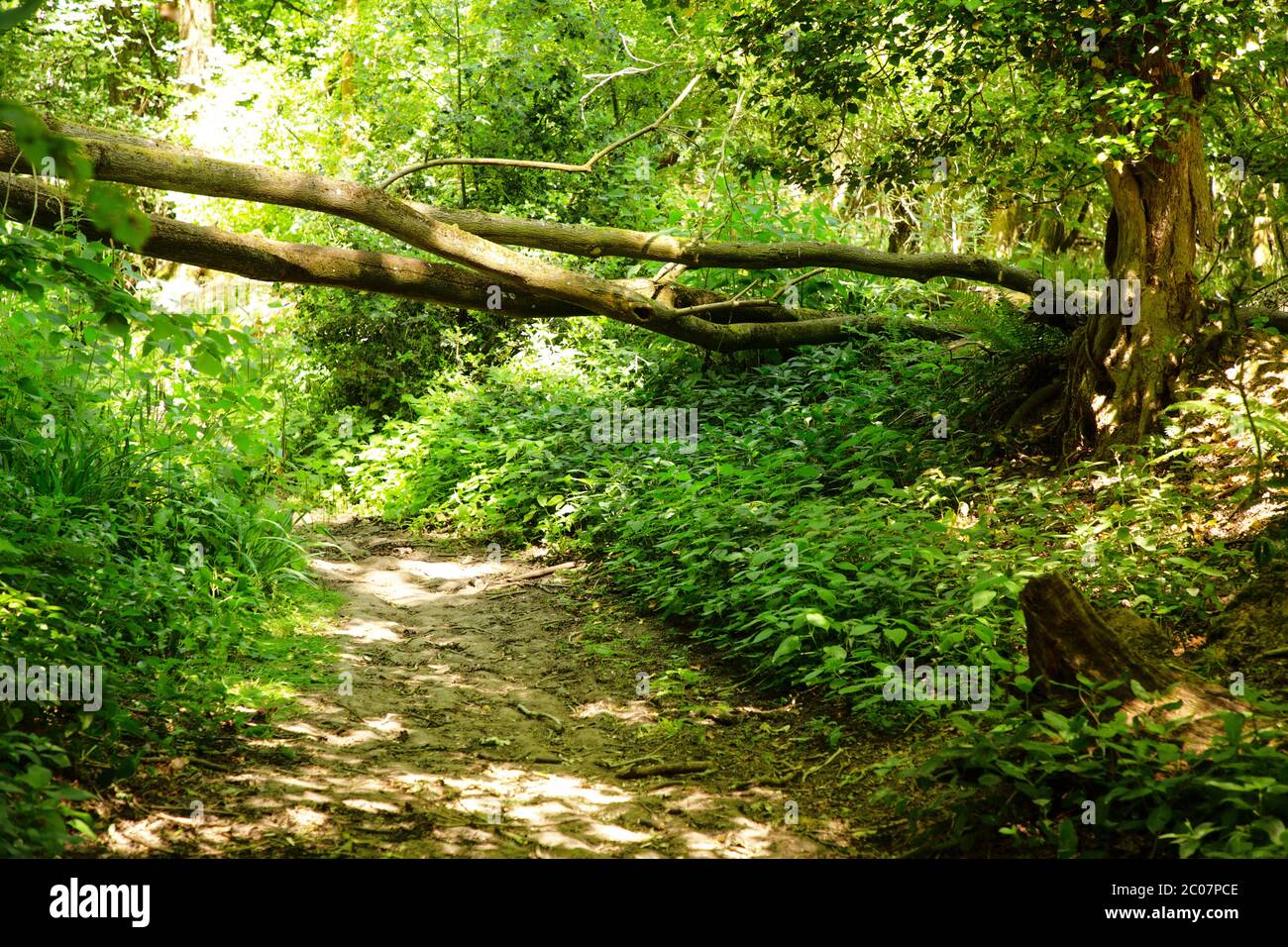 sunlight coming through the trees in a forest pathway with a fallen ...
