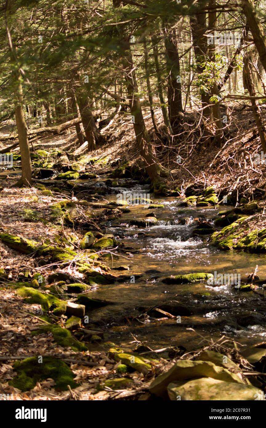 gentle mountain stream with warm sunlight Stock Photo - Alamy