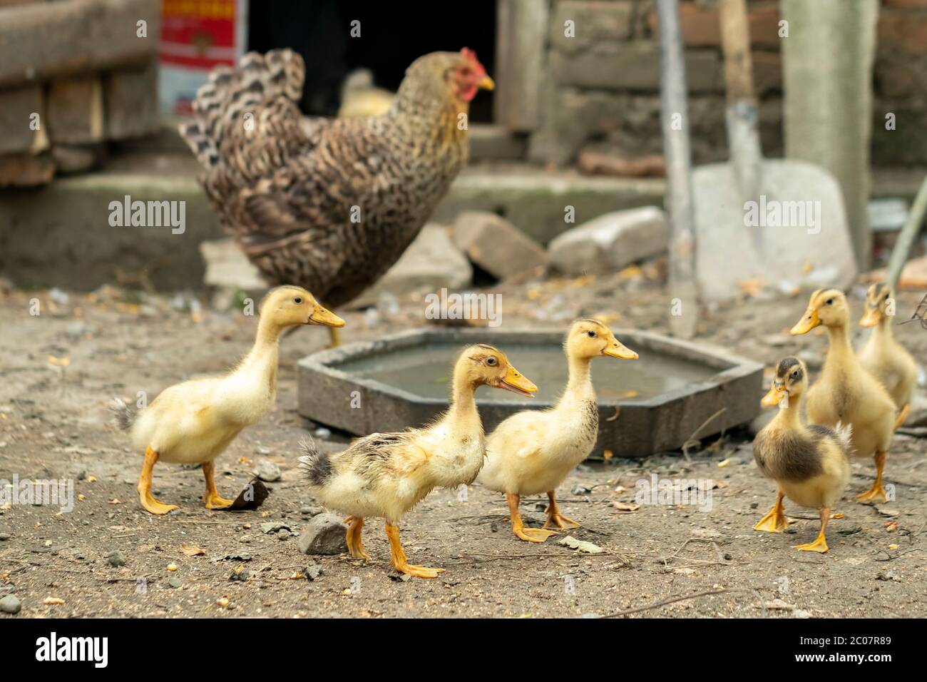Many ducklings in water hi-res stock photography and images - Alamy