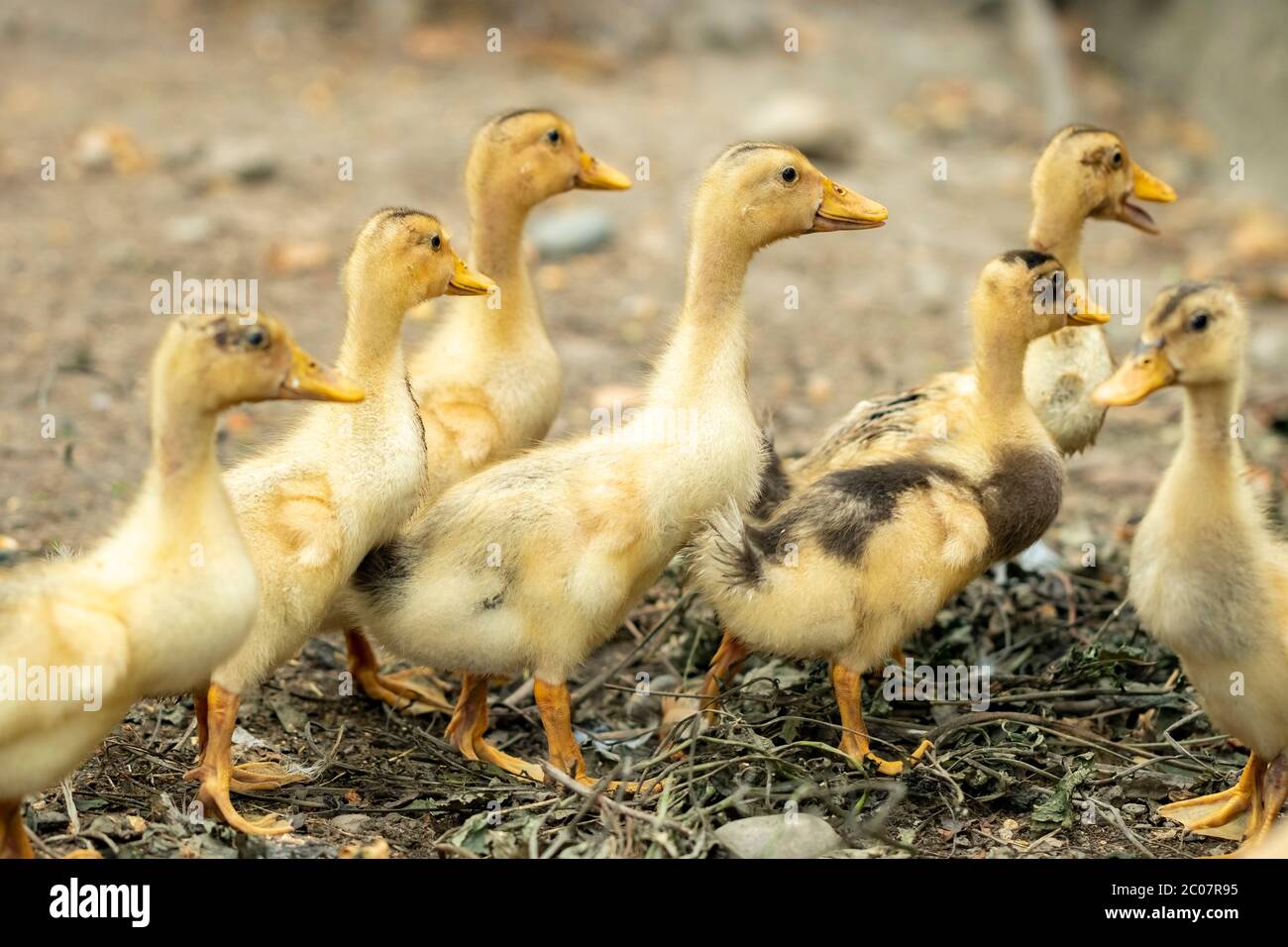 Many ducklings in water hi-res stock photography and images - Alamy