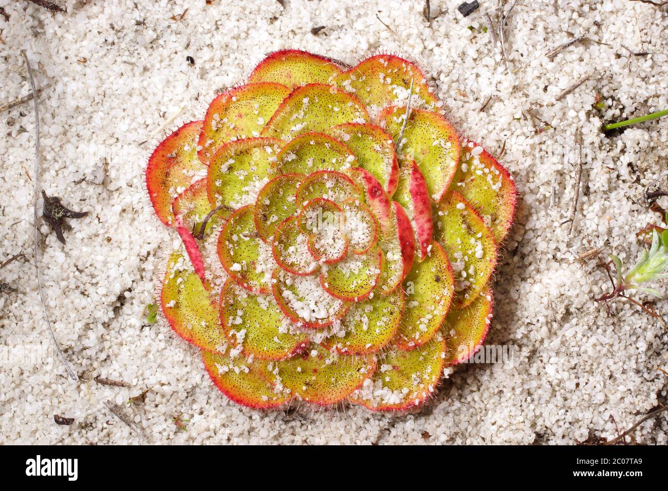 Painted sundew hi-res stock photography and images - Alamy