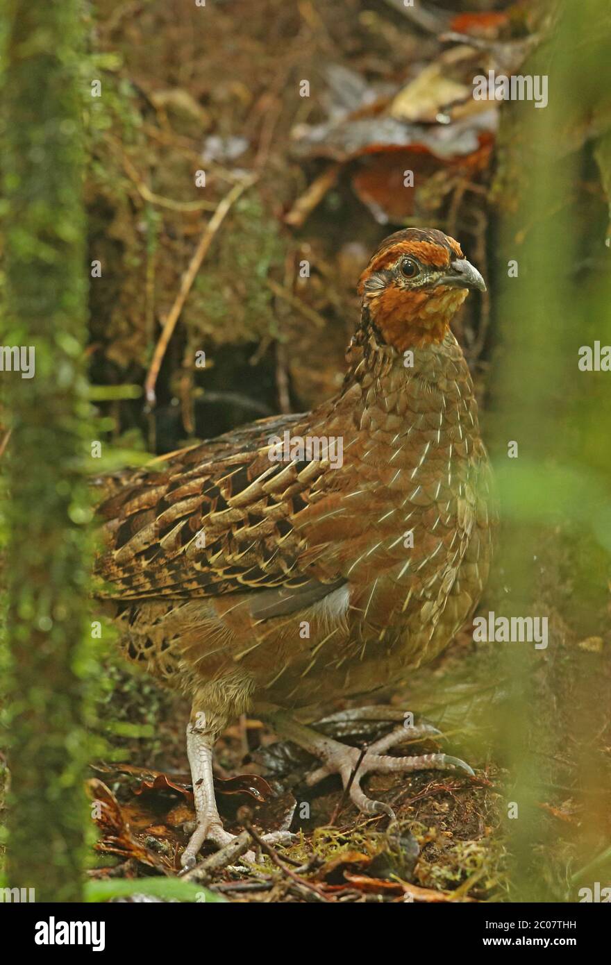 La tigra national park, honduras hi-res stock photography and images ...