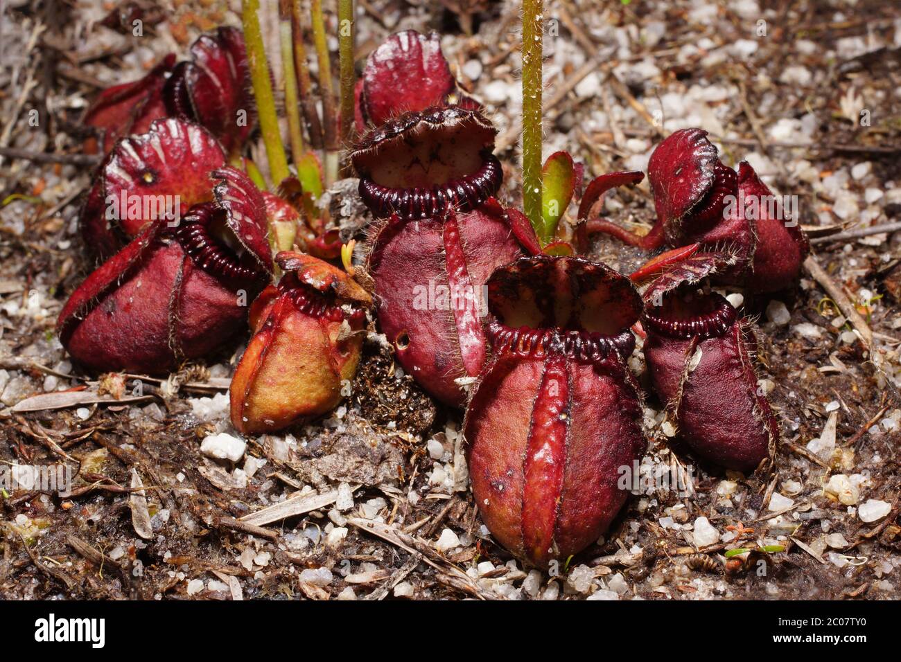 Native Australian flora: colorful carnivorous red Albany pitcher plant ...