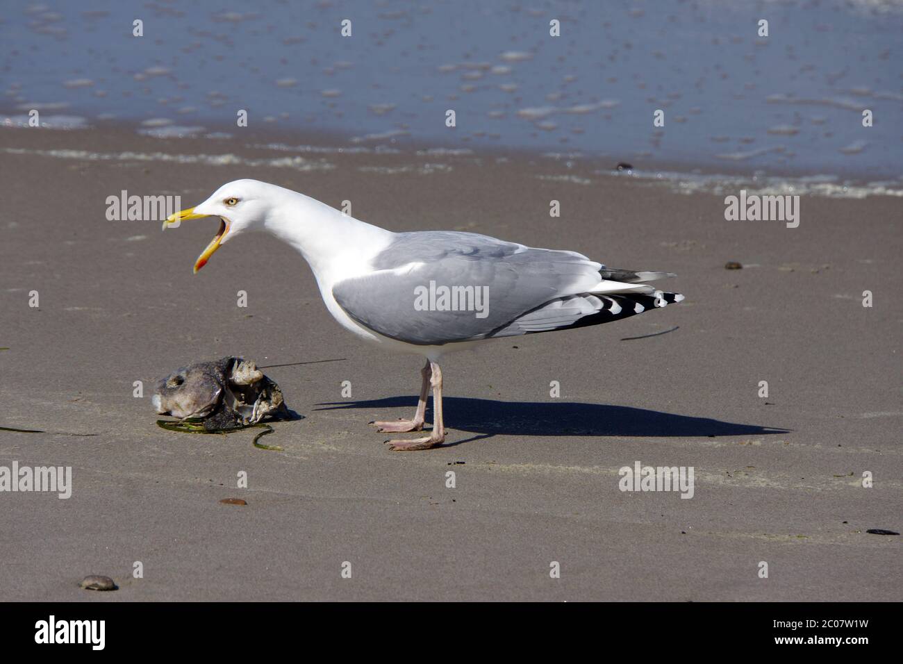 Seagulls eat on the beach at a fish head Stock Photo - Alamy