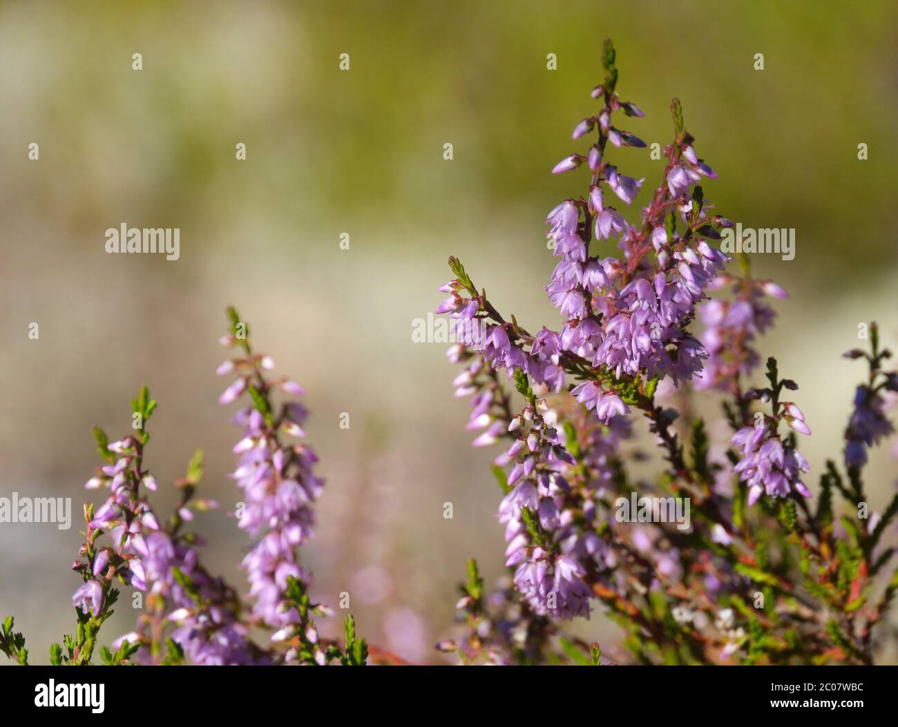 Heather garden in summer hi-res stock photography and images - Alamy