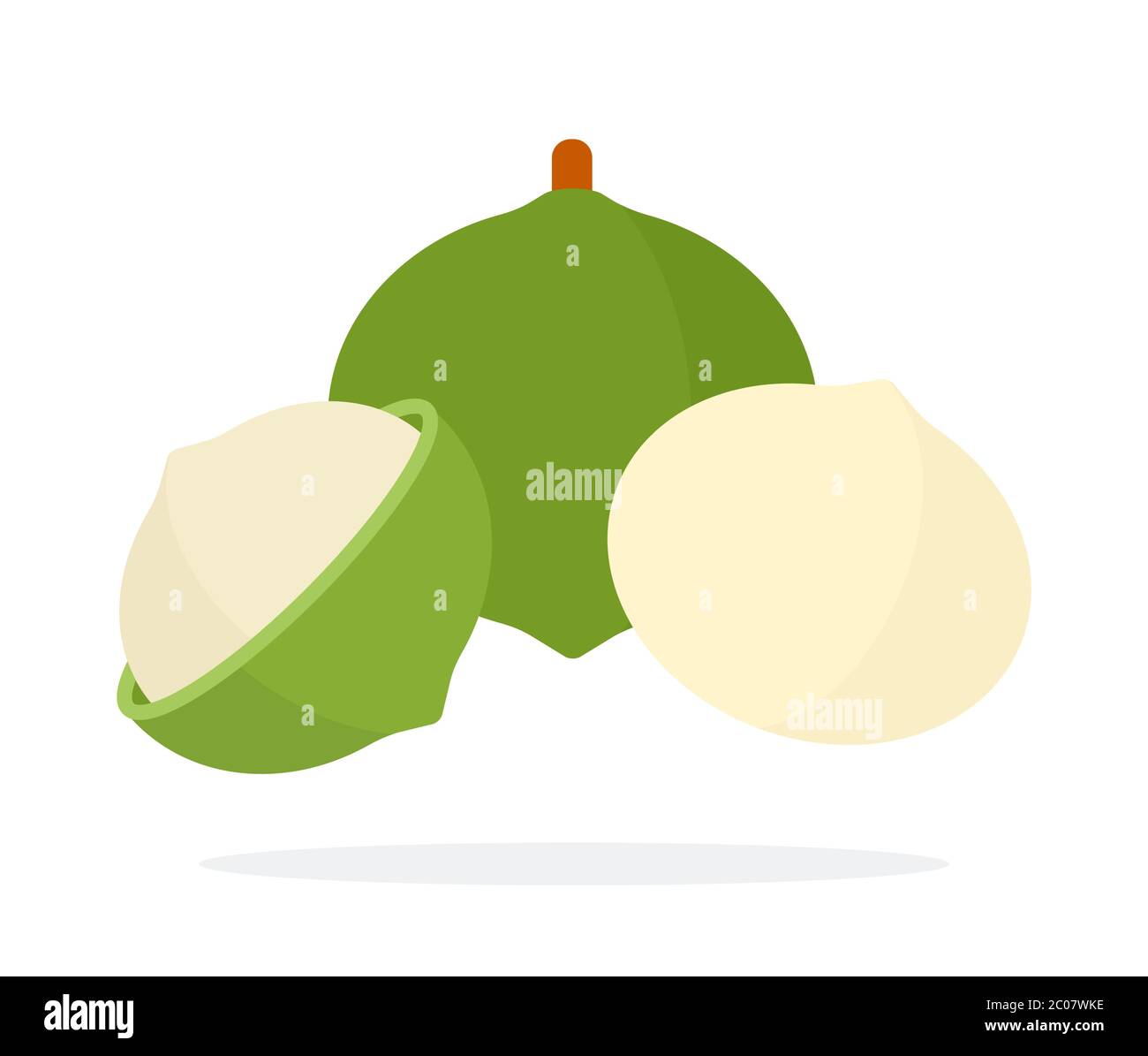 Australian native nuts Stock Vector Images - Alamy