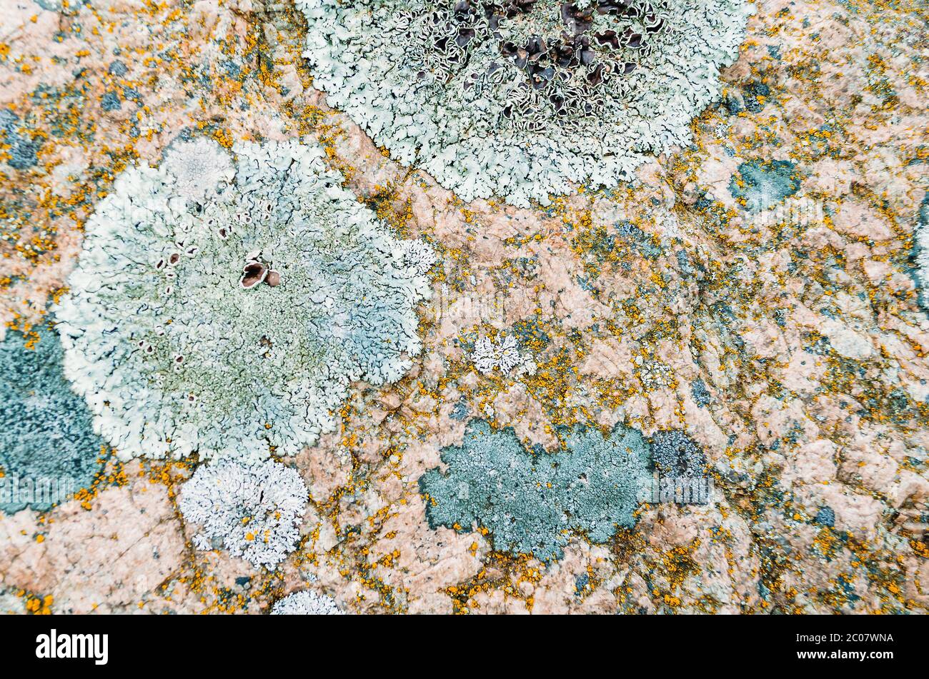 Natural lichen of round form on stones Stock Photo - Alamy