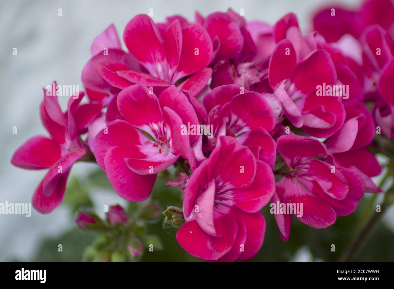 Red-pink geranium growing in a pot in close-up with a white background ...