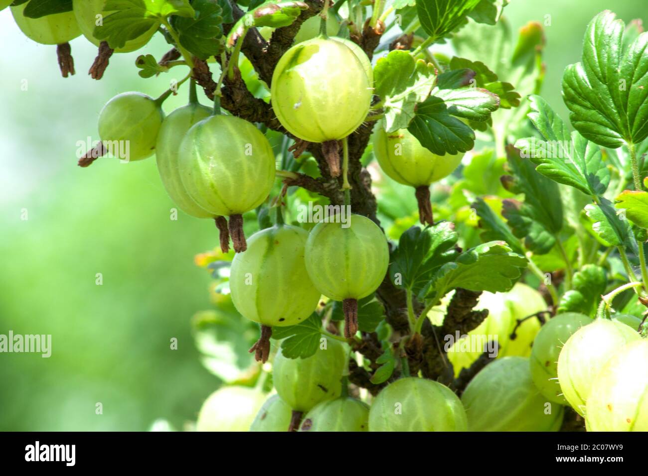 A large and ripe green gooseberry hanging on the bush in the sunshine ...