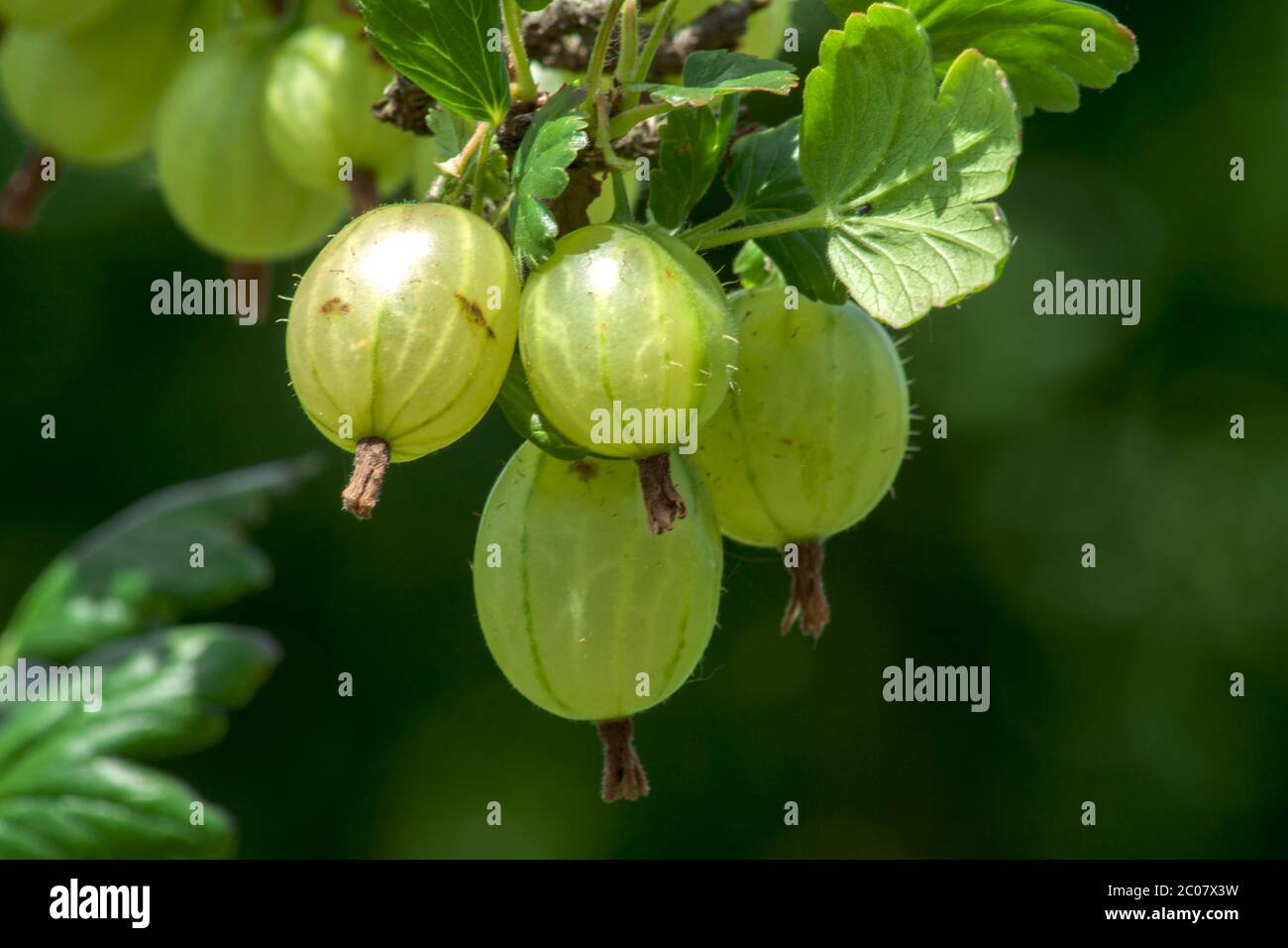 A large and ripe green gooseberry hanging on the bush in the sunshine ...