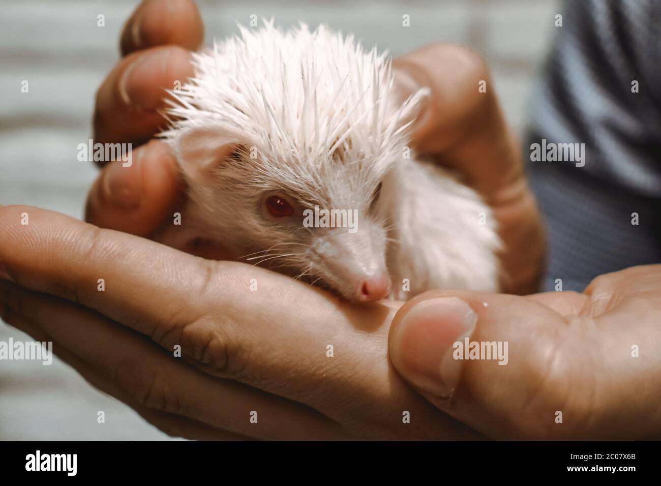 Man holding hedgehog hi-res stock photography and images - Alamy
