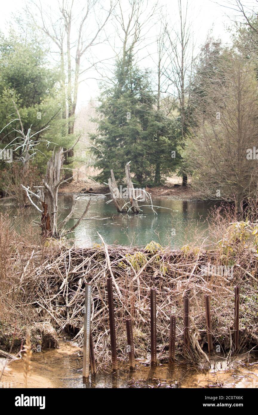 Dam of sticks makes a small pond Stock Photo - Alamy