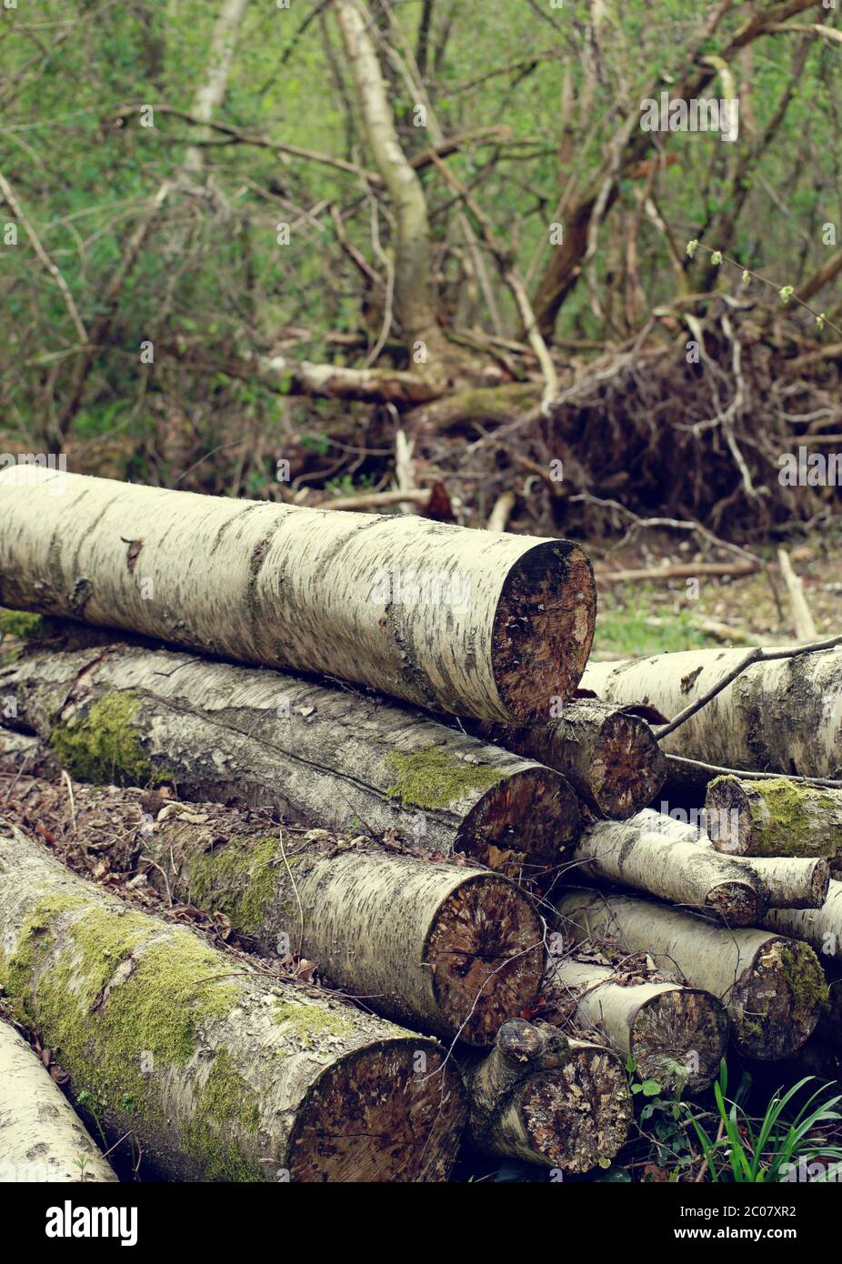 Woodland tree trunks hi-res stock photography and images - Alamy