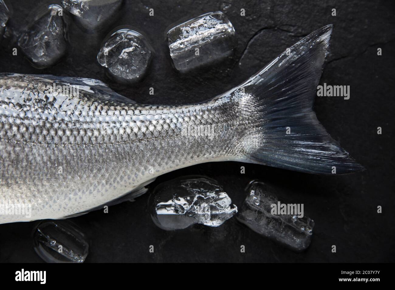 The tail, or caudal fin, of a bass, Dicentrarchus labrax, that was ...