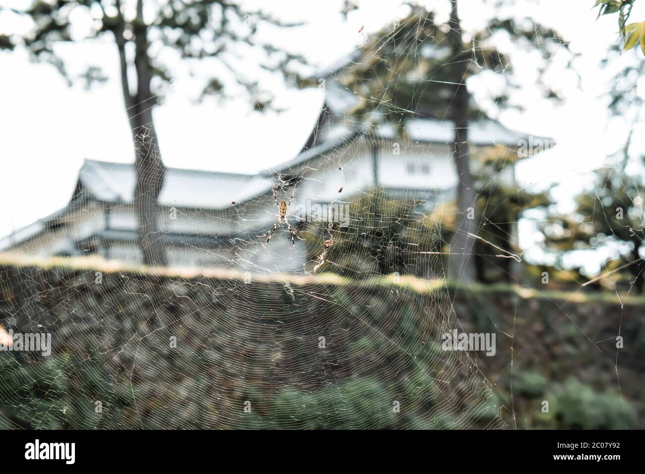 Yellow spider on a spider web with traditional Japanese white castle in ...