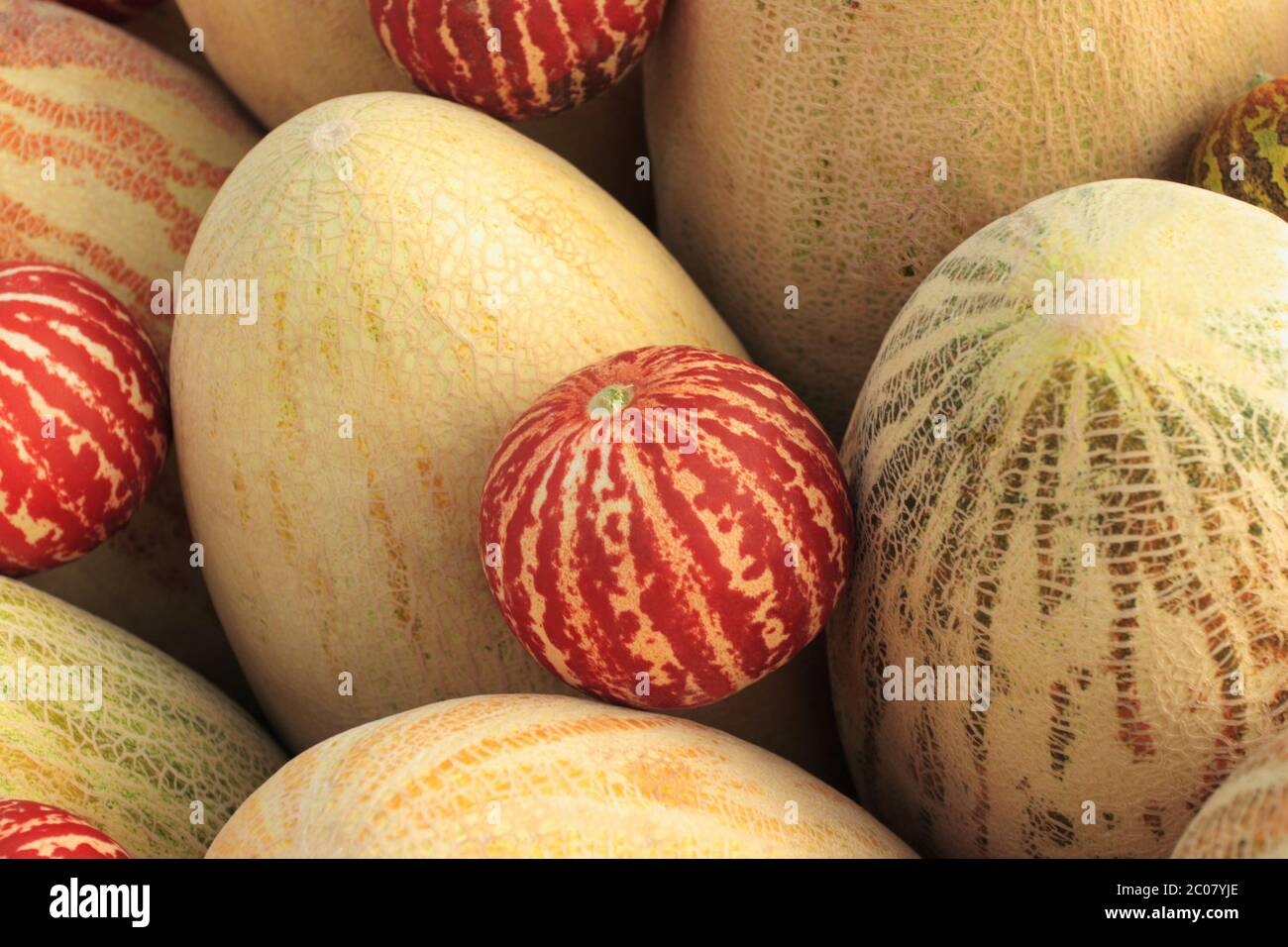 Some big yellow melons and small red melons Stock Photo - Alamy