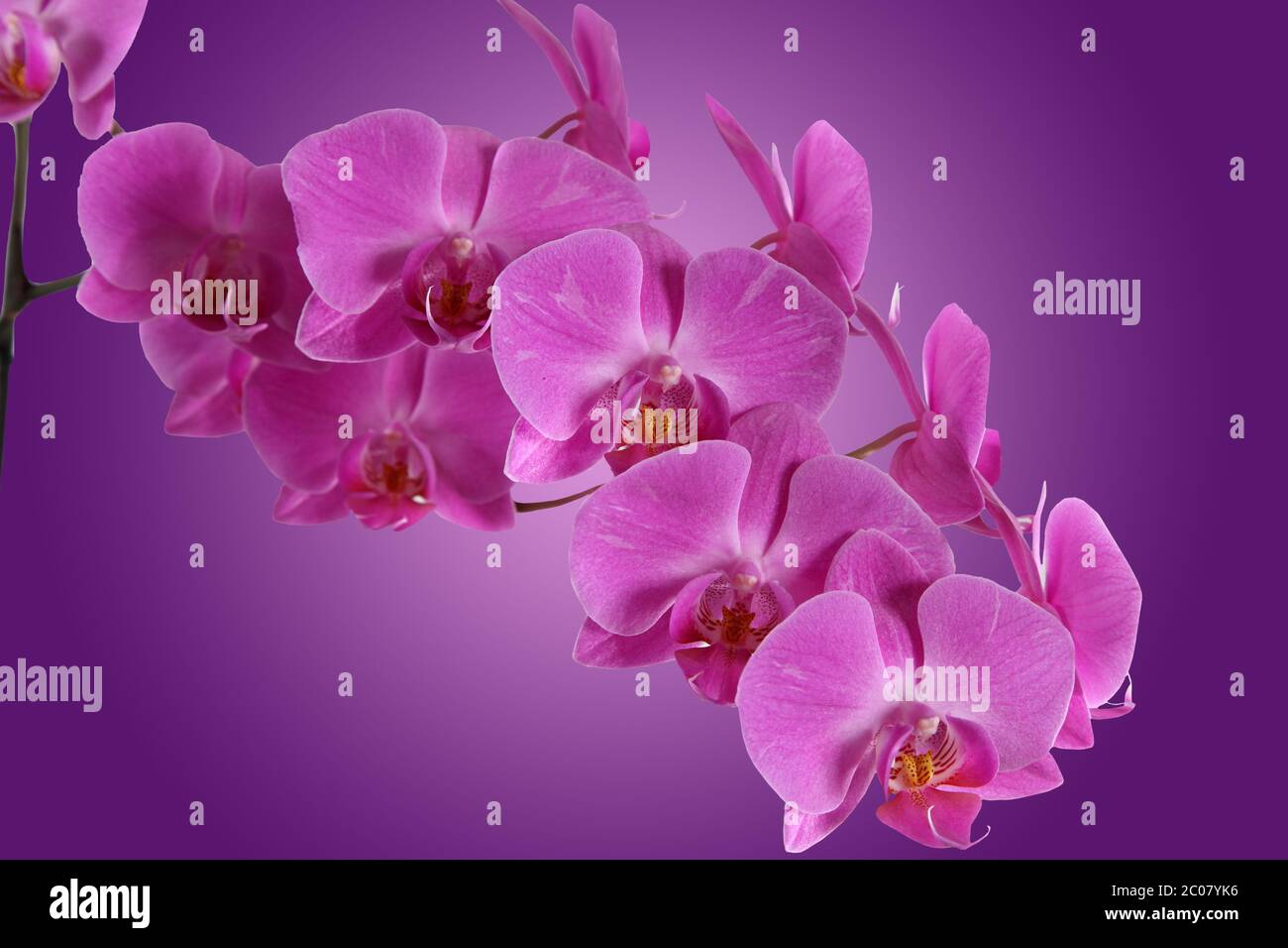 Japanese orchid tree hi-res stock photography and images - Alamy