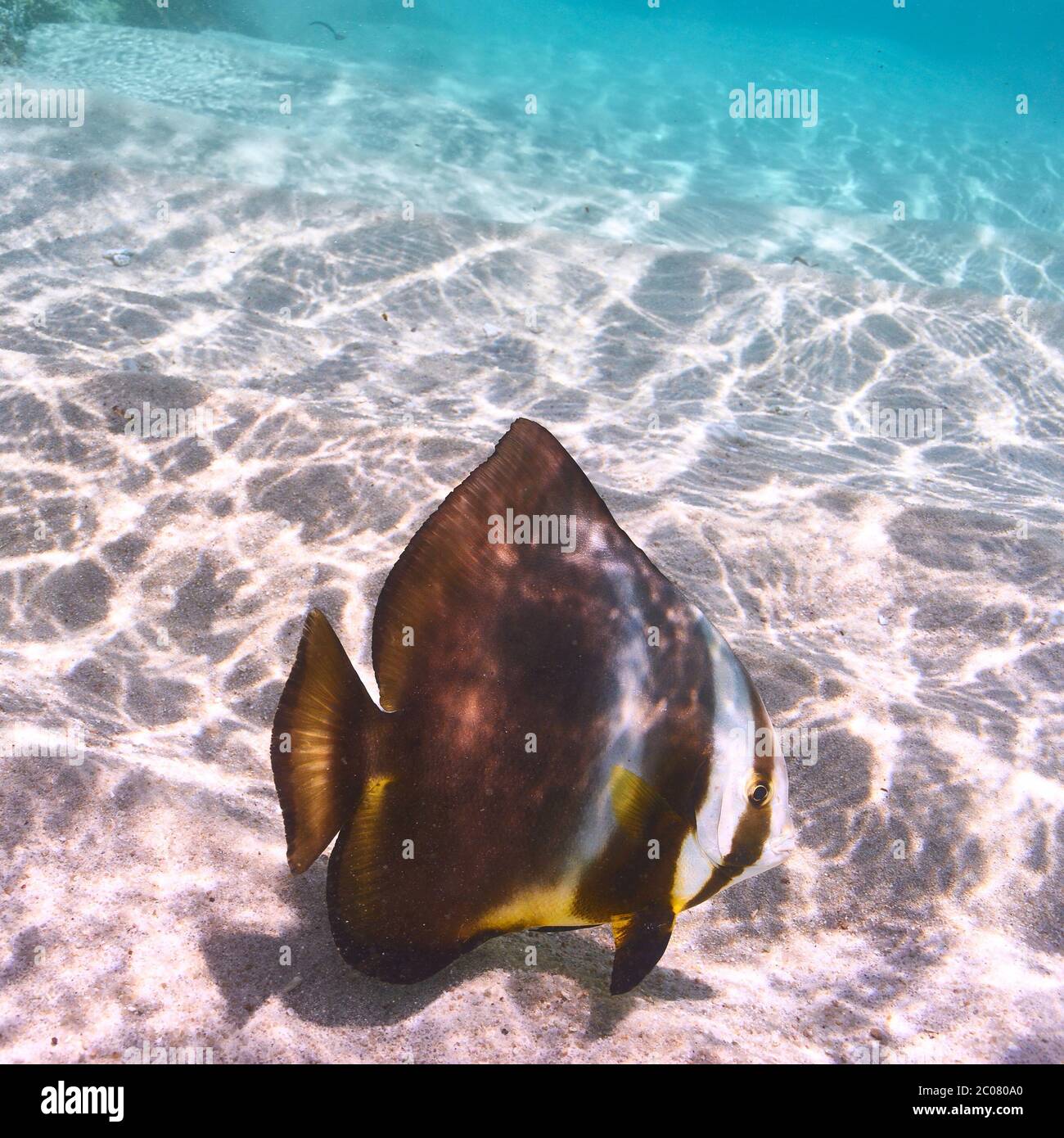Tropical reef fish Stock Photo - Alamy