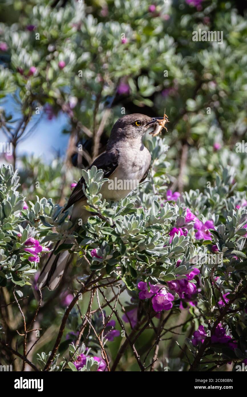 Mockingbird in the Texas Hill Country Stock Photo - Alamy