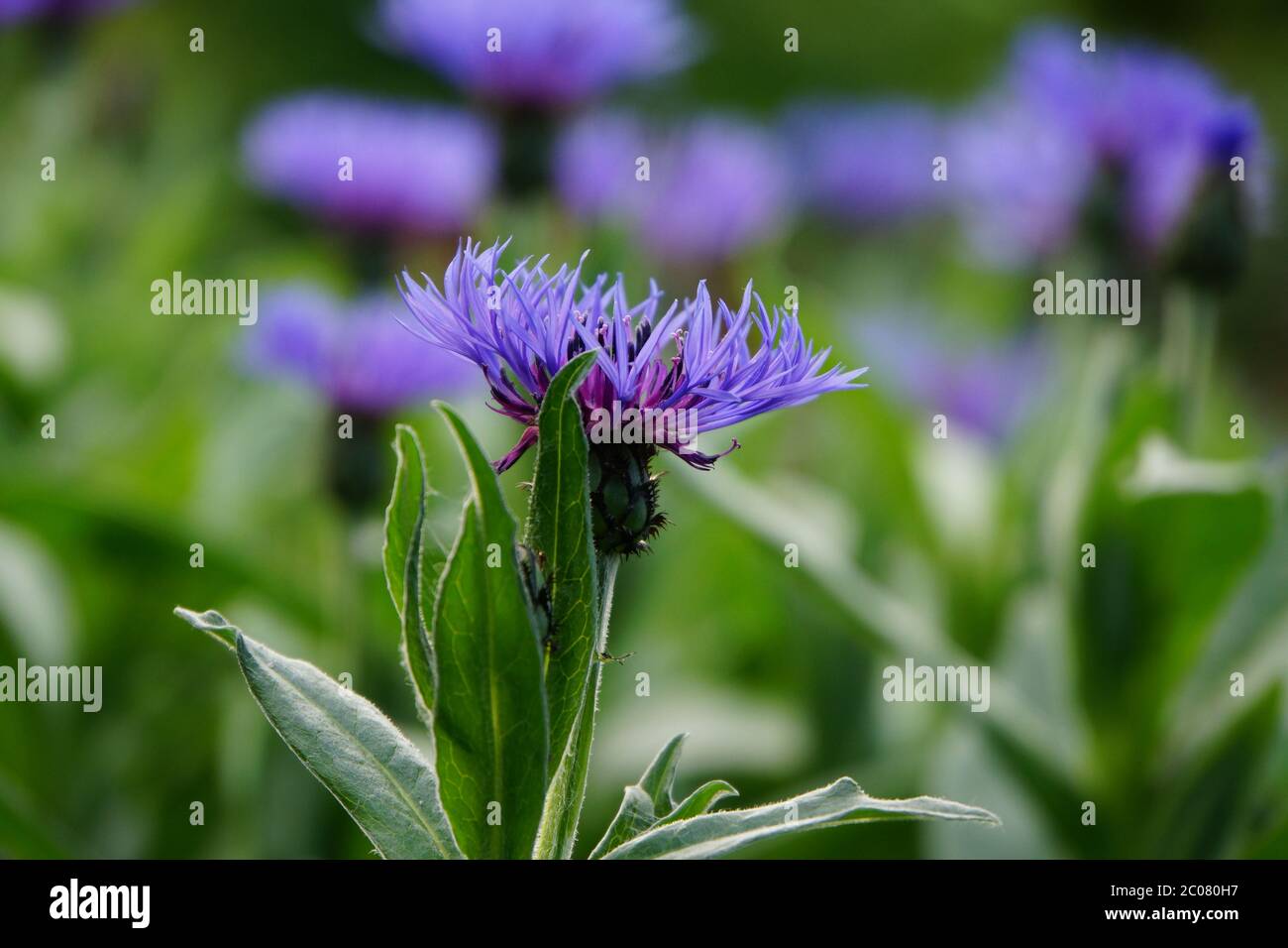 Flake flowers hi-res stock photography and images - Alamy