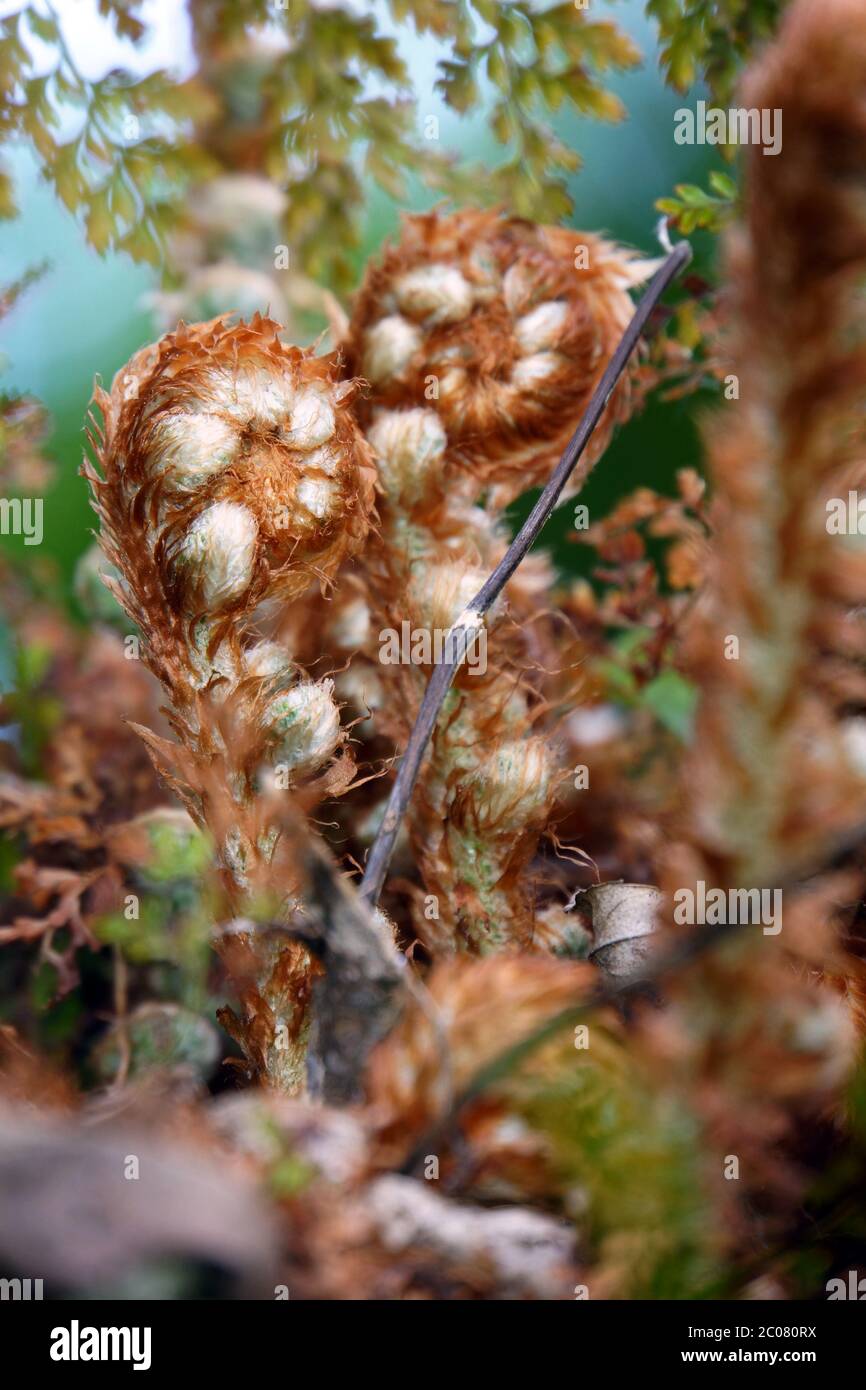 Rolled up fern hi-res stock photography and images - Alamy