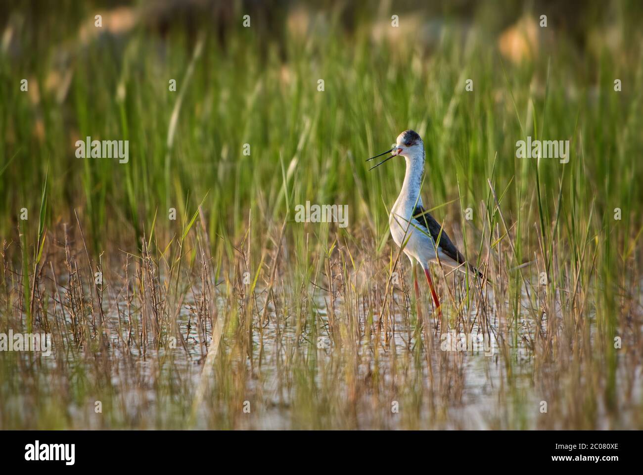 Black-winged Stilt - Himantopus himantopus, beautiful long-legged water ...