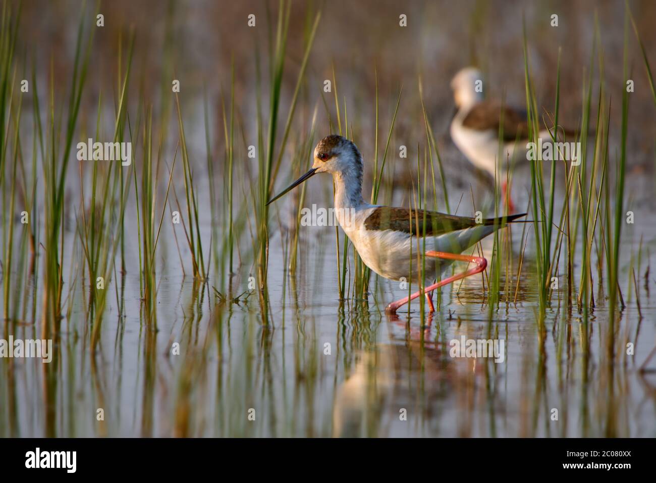 Black-winged Stilt - Himantopus himantopus, beautiful long-legged water ...