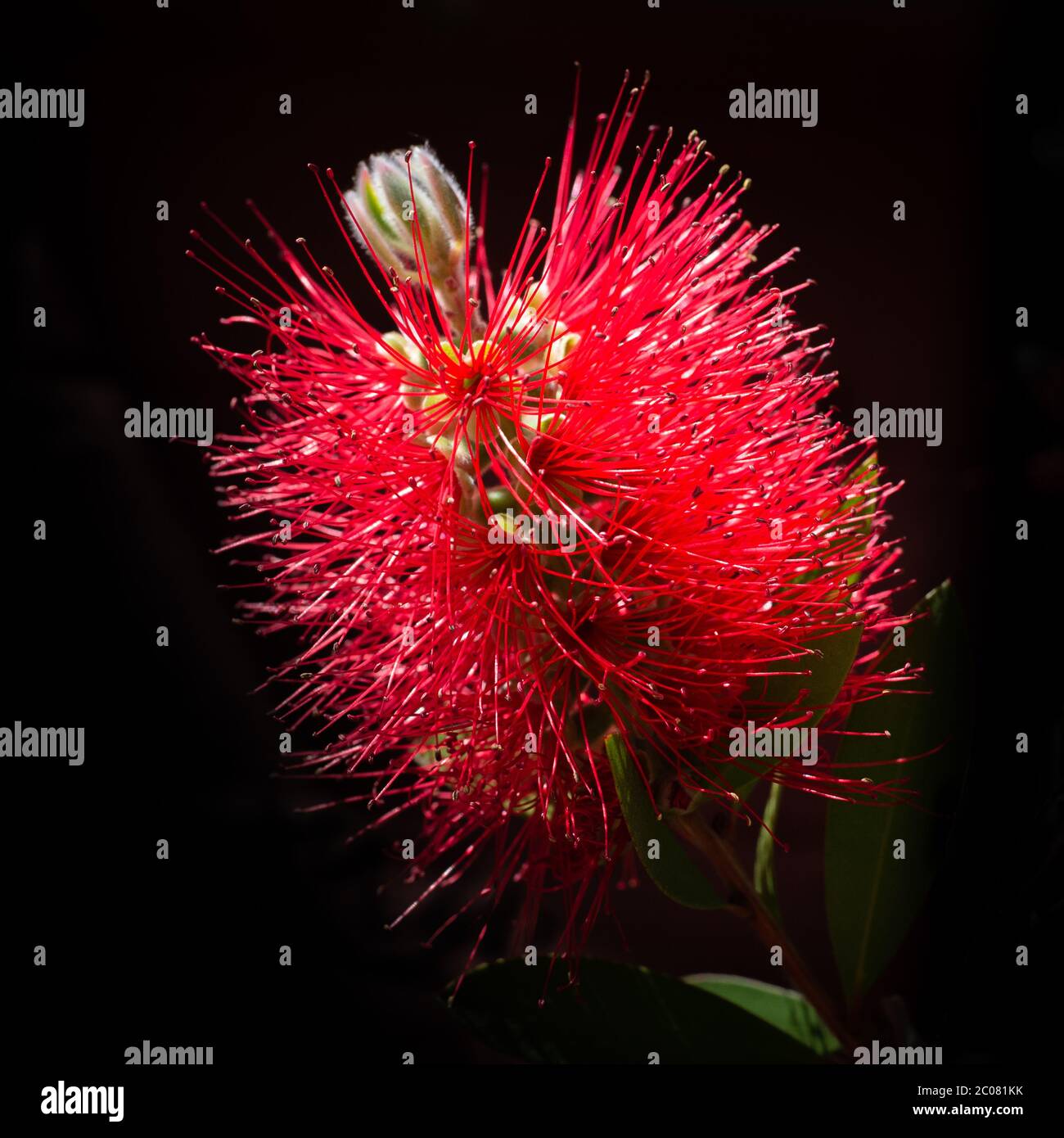 Bottle brush flower hi-res stock photography and images - Alamy
