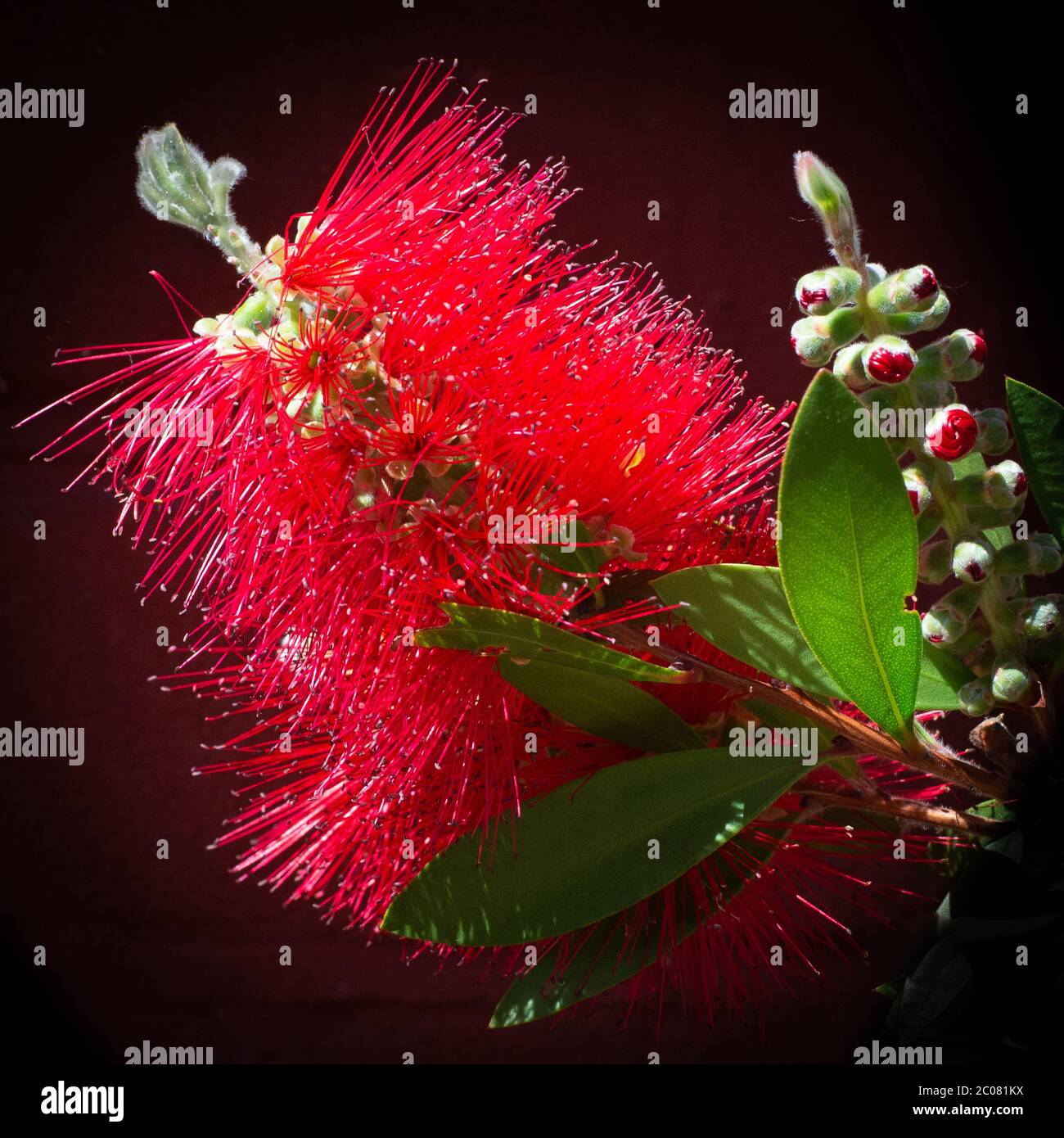 Bottle brush flower hi-res stock photography and images - Alamy