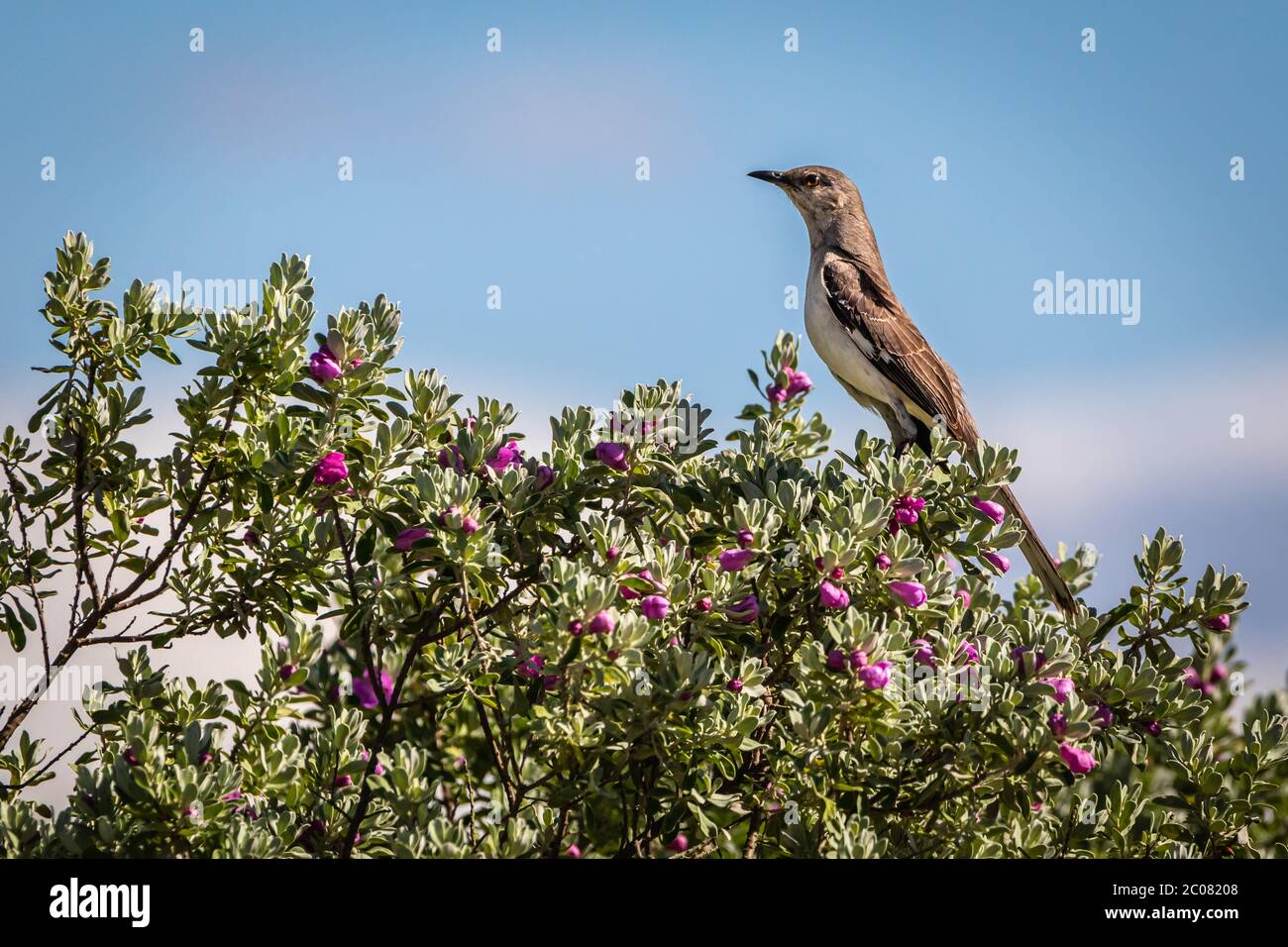 Mockingbird with insect hi-res stock photography and images - Alamy