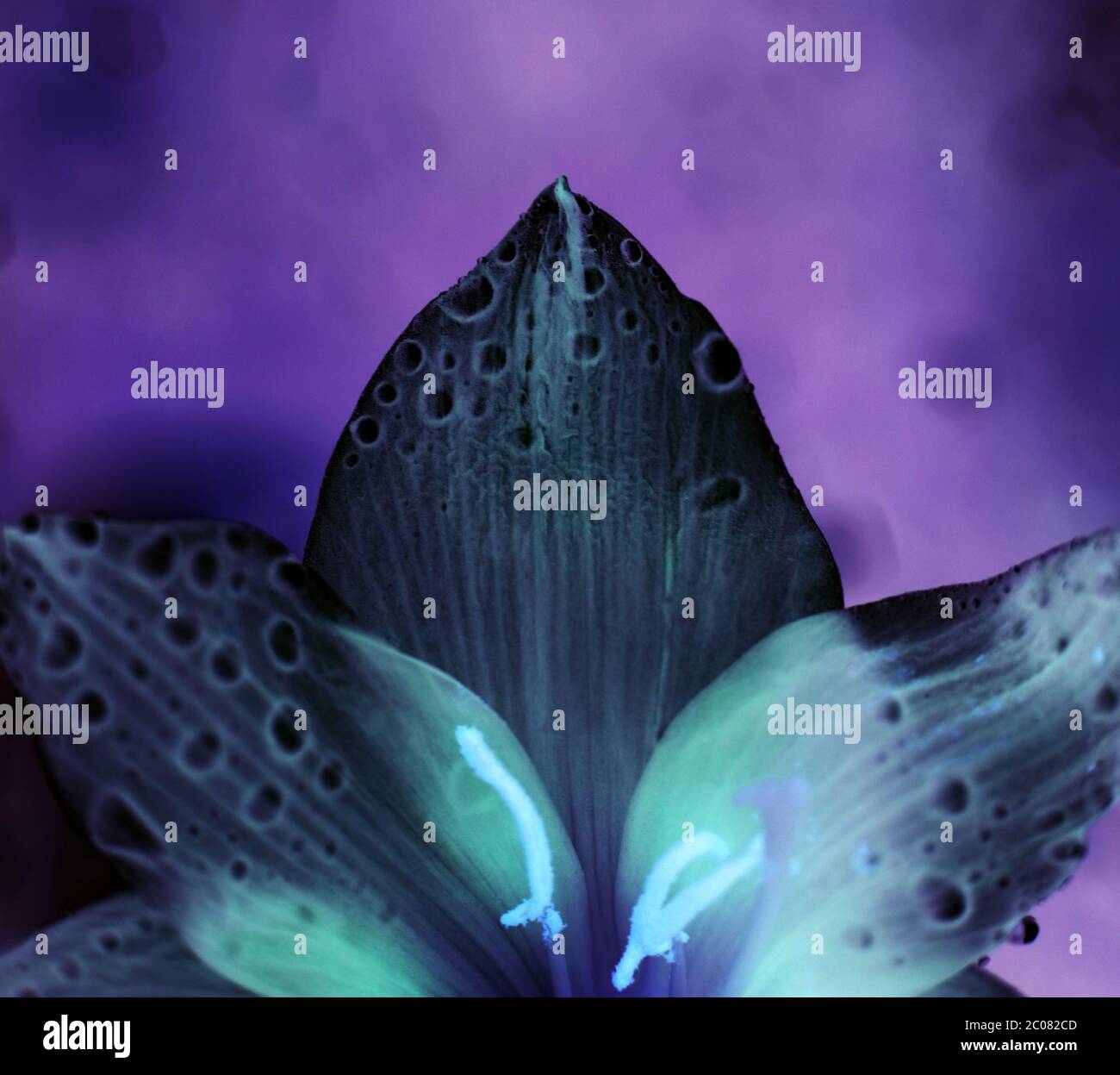 Invert flower hi-res stock photography and images - Alamy