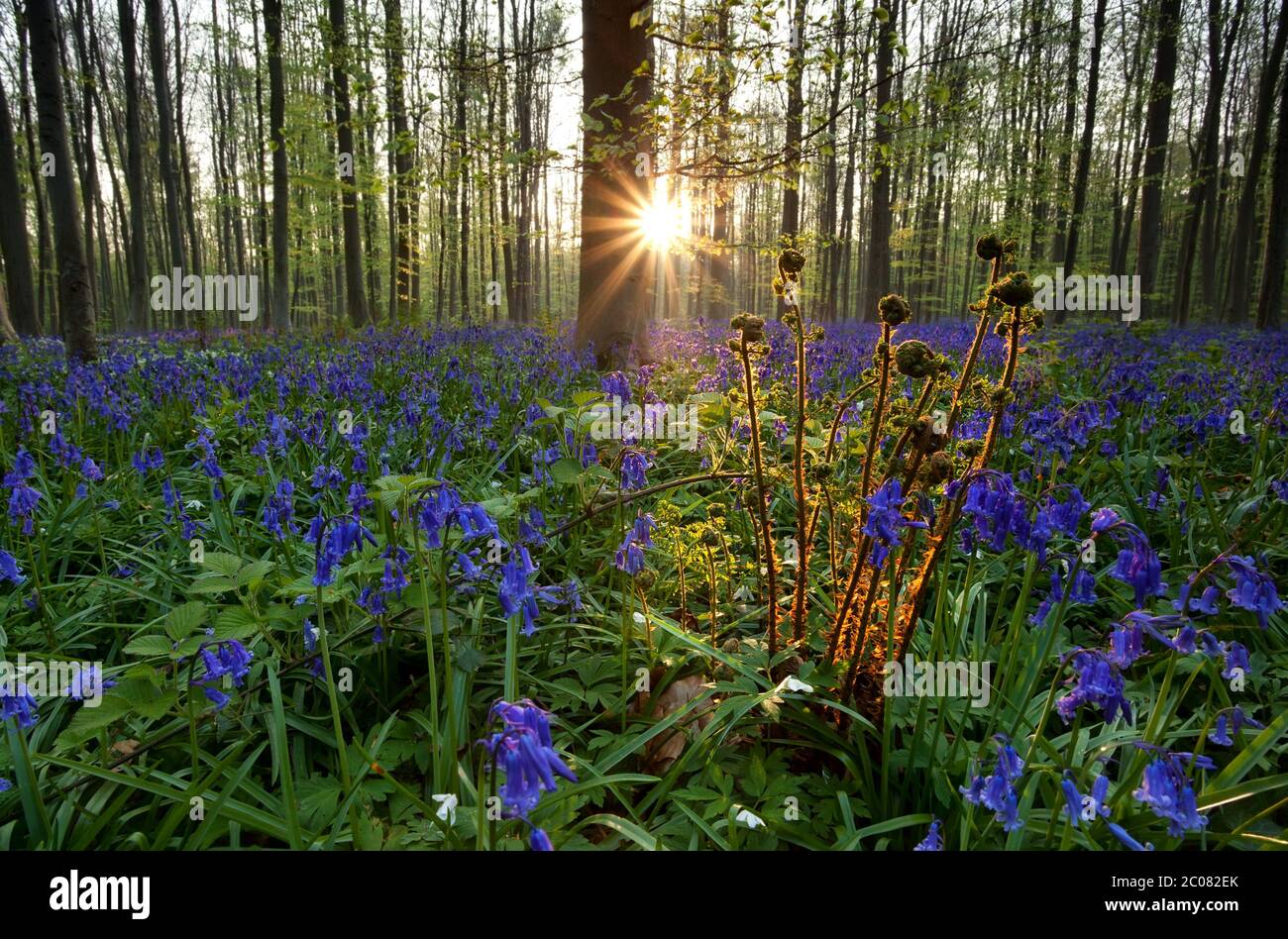 Sunrise in bluebell woods hi-res stock photography and images - Alamy
