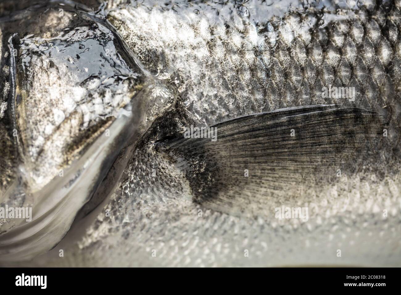 Detail of the pectoral fin of a bass, Dicentrarchus labrax, that was ...