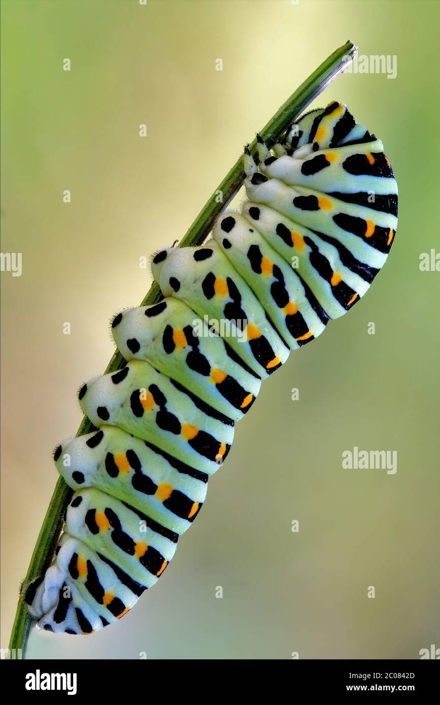 Papilionidae in a curved Stock Photo - Alamy