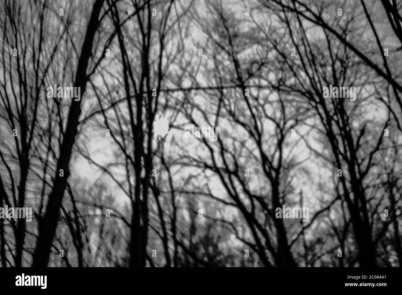 Tree tops in winter provide an eerie feeling Stock Photo - Alamy