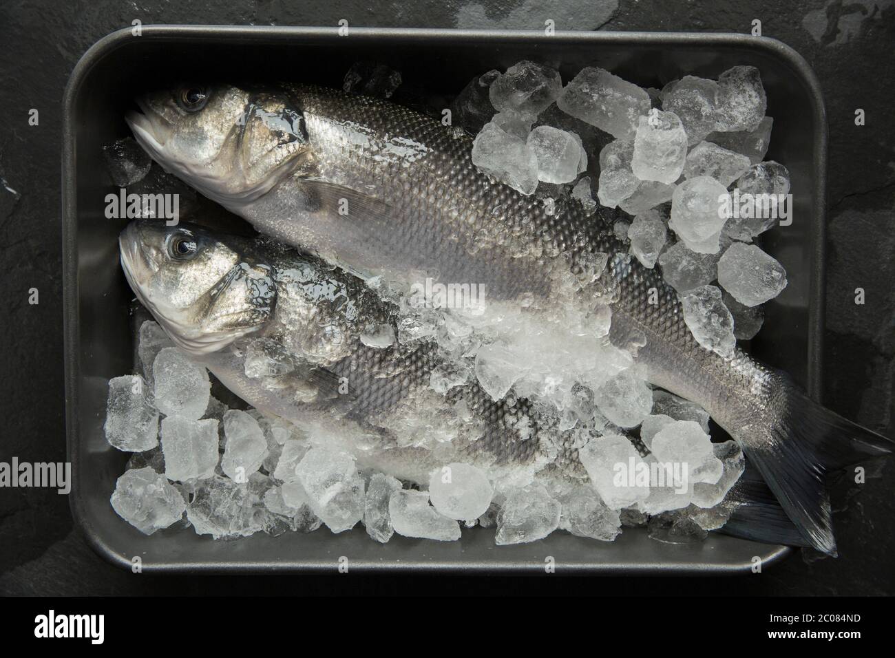 Two bass, Dicentrarchus labrax, that were caught at night beach fishing ...